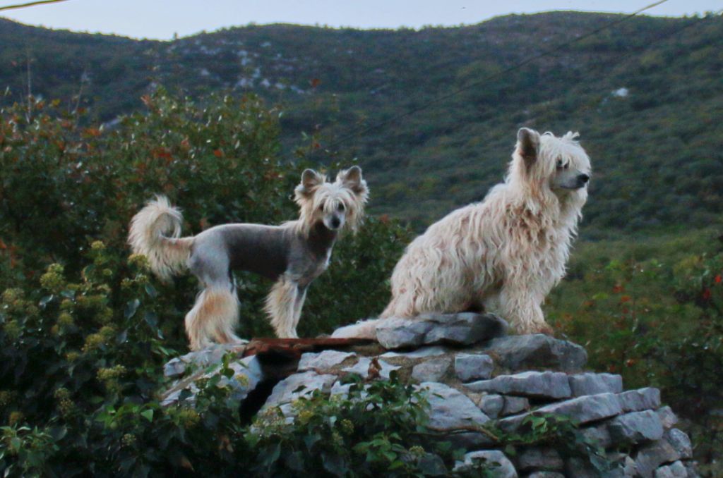 Accueil - Elevage De La Maison Henriette - eleveur de chiens Chien ...